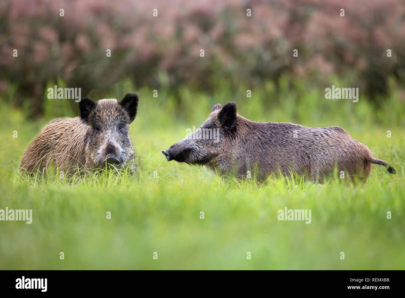 Wild boars in a clearing in the wild Stock Photo - Alamy