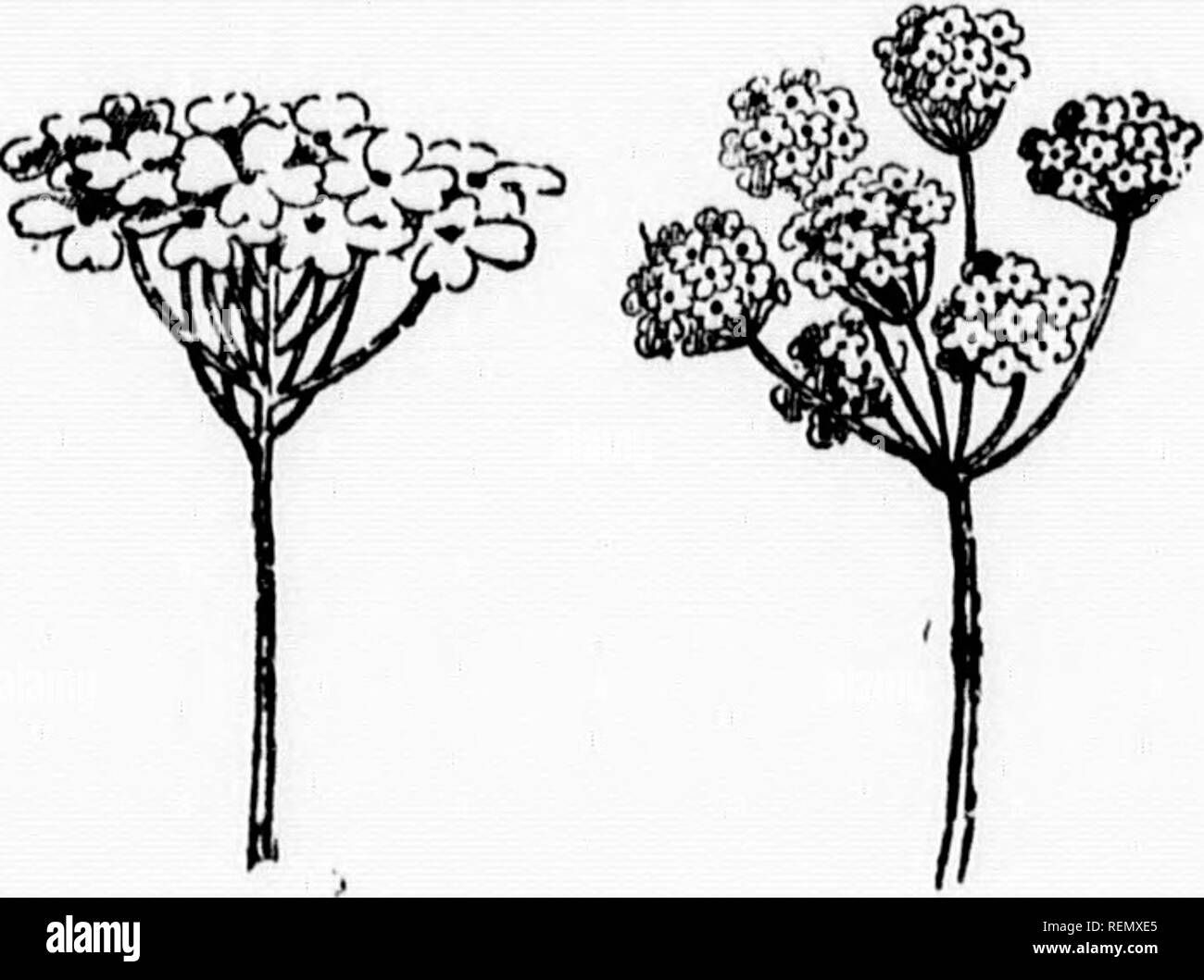 Lower spike Black and White Stock Photos & Images - Alamy