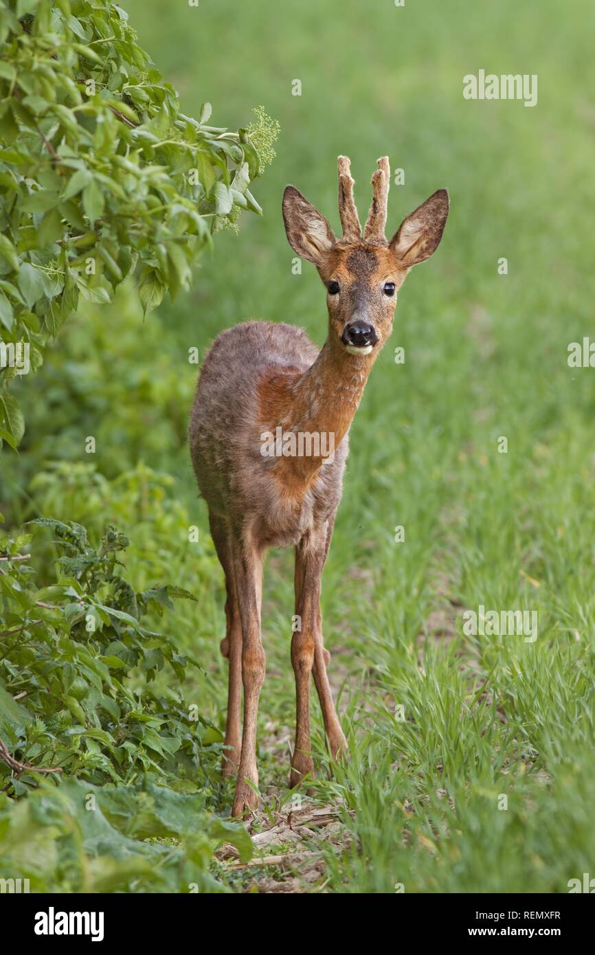 European roe buck hi-res stock photography and images - Alamy