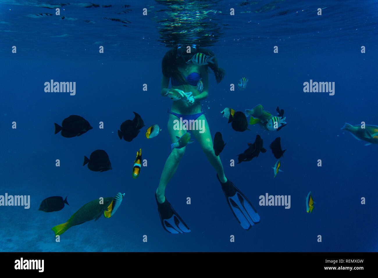 Young woman snorkeling masks dive deep underwater feeding tropical ...