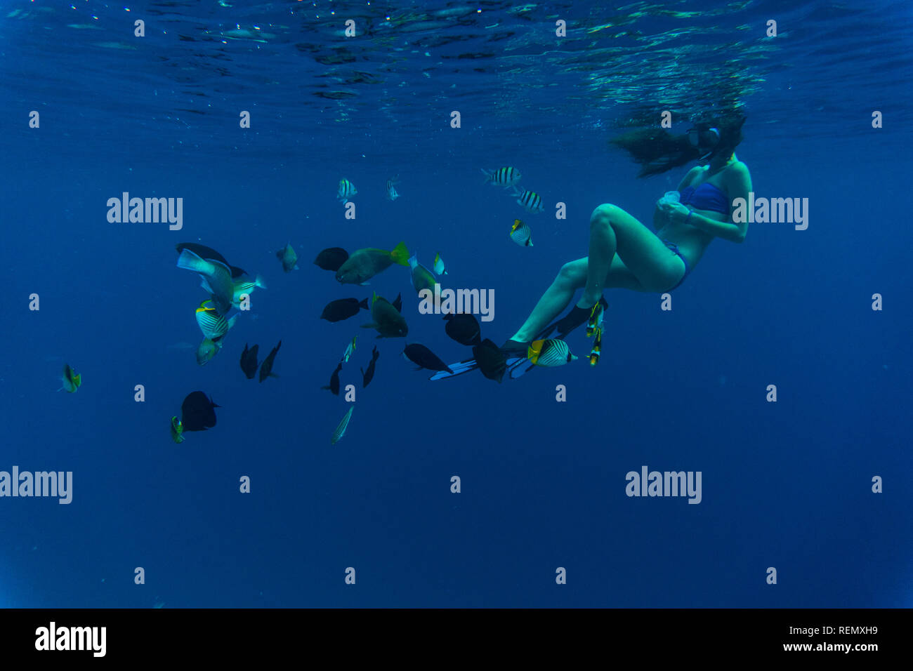 Young woman snorkeling masks dive deep underwater feeding tropical ...