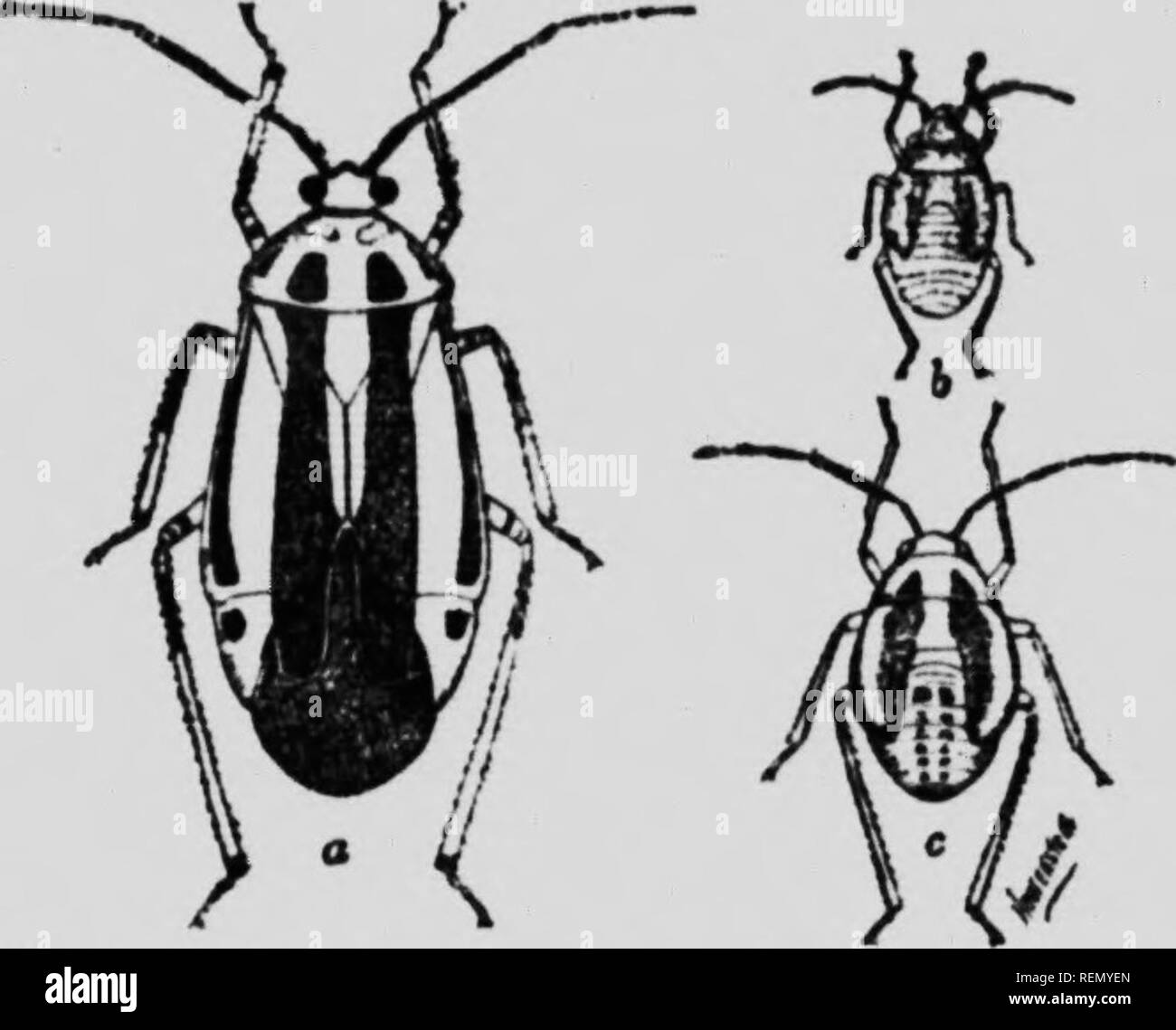 . The insect book [microform] : a popular account of the bees, wasps ...