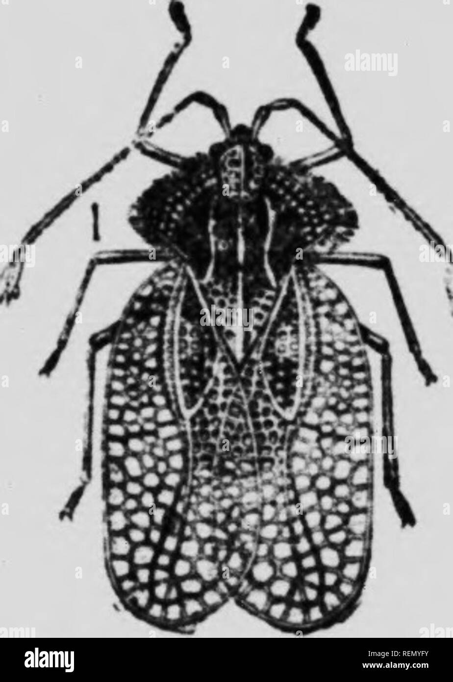 Lace bugs insect insects Black and White Stock Photos & Images - Alamy