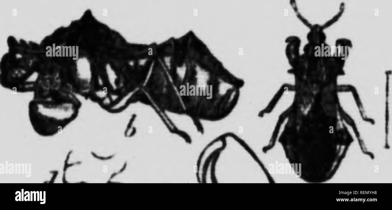 . The insect book [microform] : a popular account of the bees, wasps ...