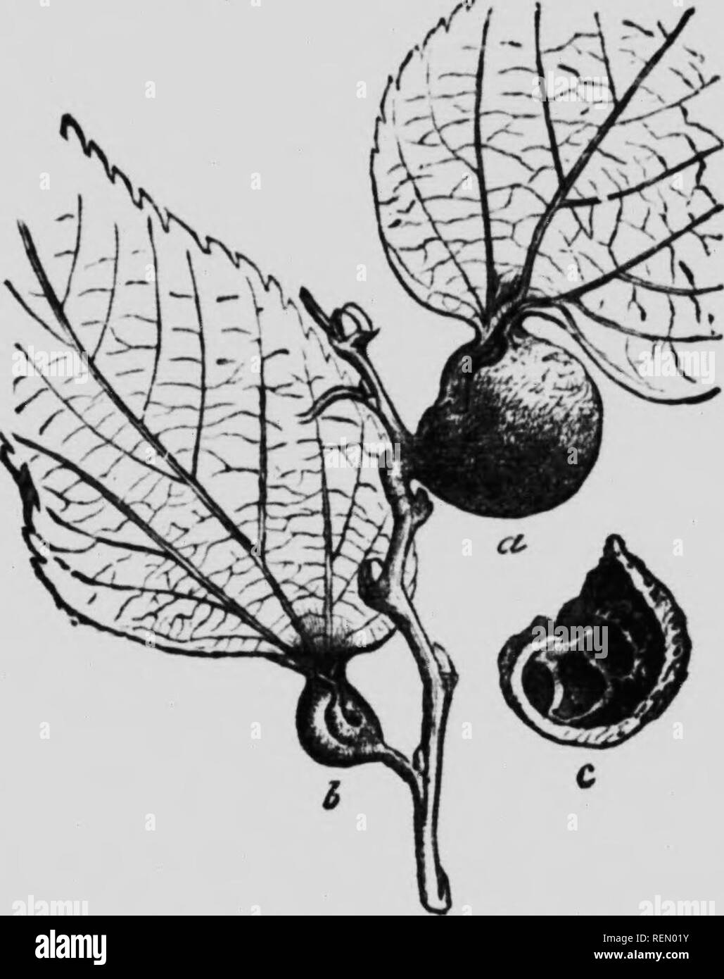 Jumping insects Black and White Stock Photos & Images - Alamy