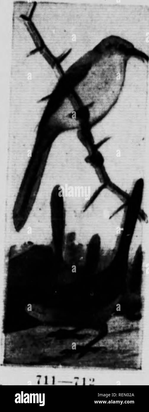 Phoenix eggs hi-res stock photography and images - Alamy