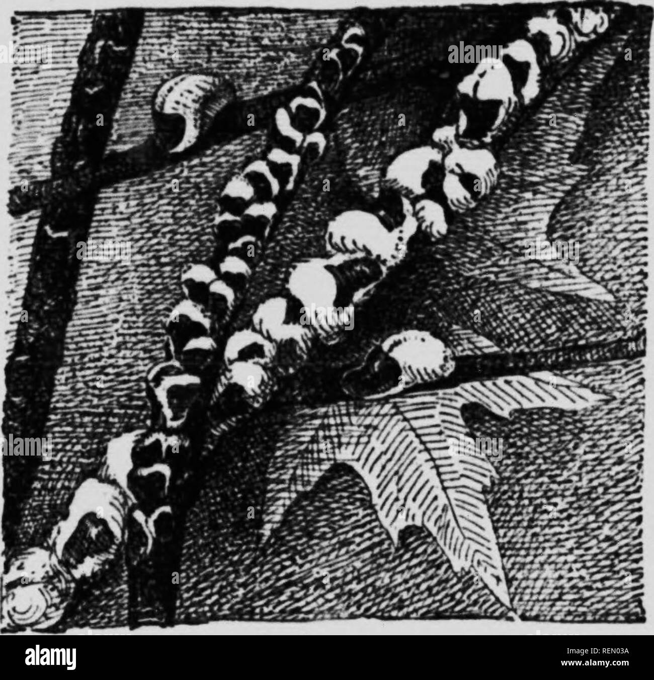 Armored scale insects Black and White Stock Photos & Images - Alamy