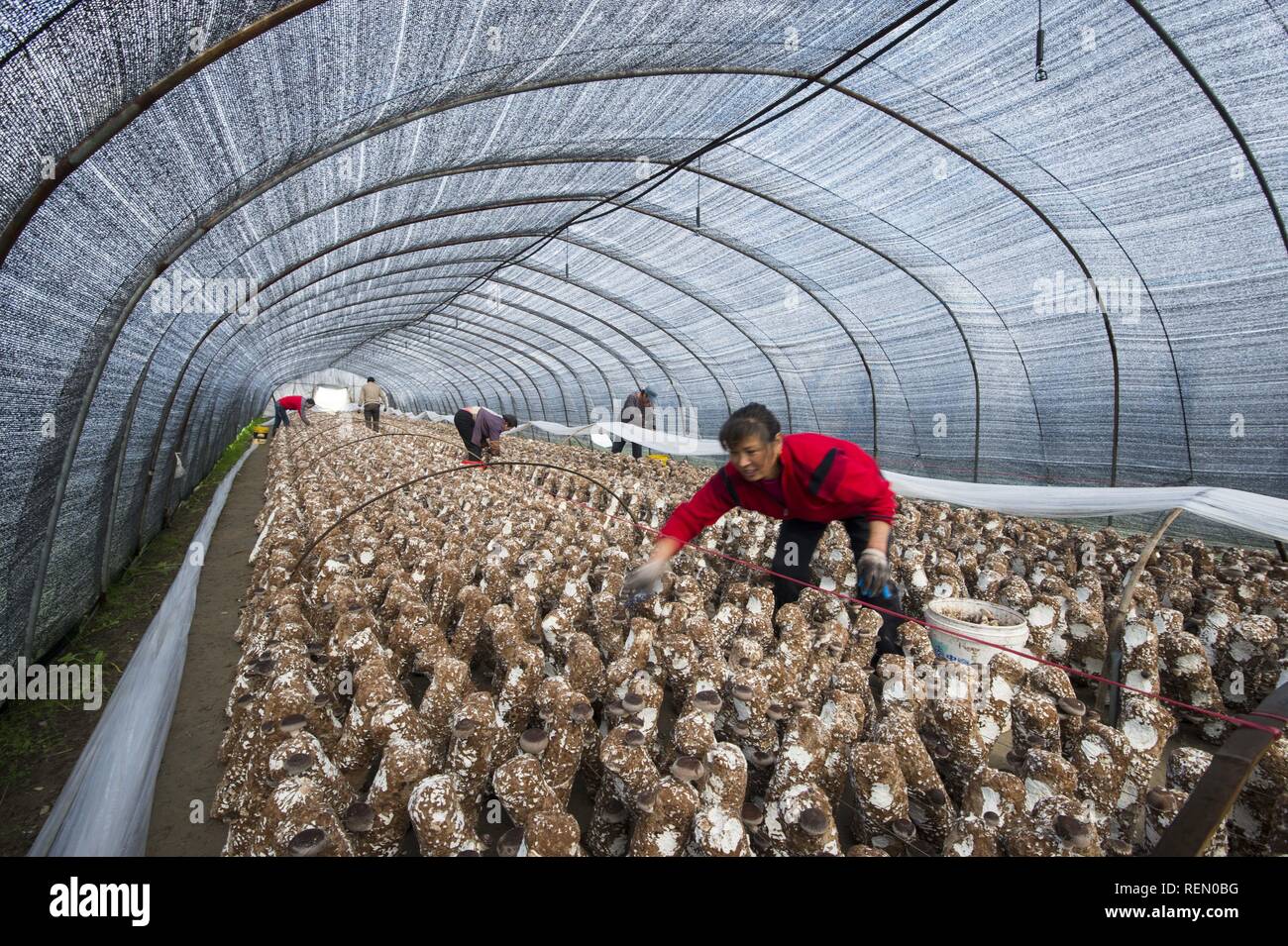 Nantong, China. 22nd Jan, 2019. Peasants are busy with winter farming ...