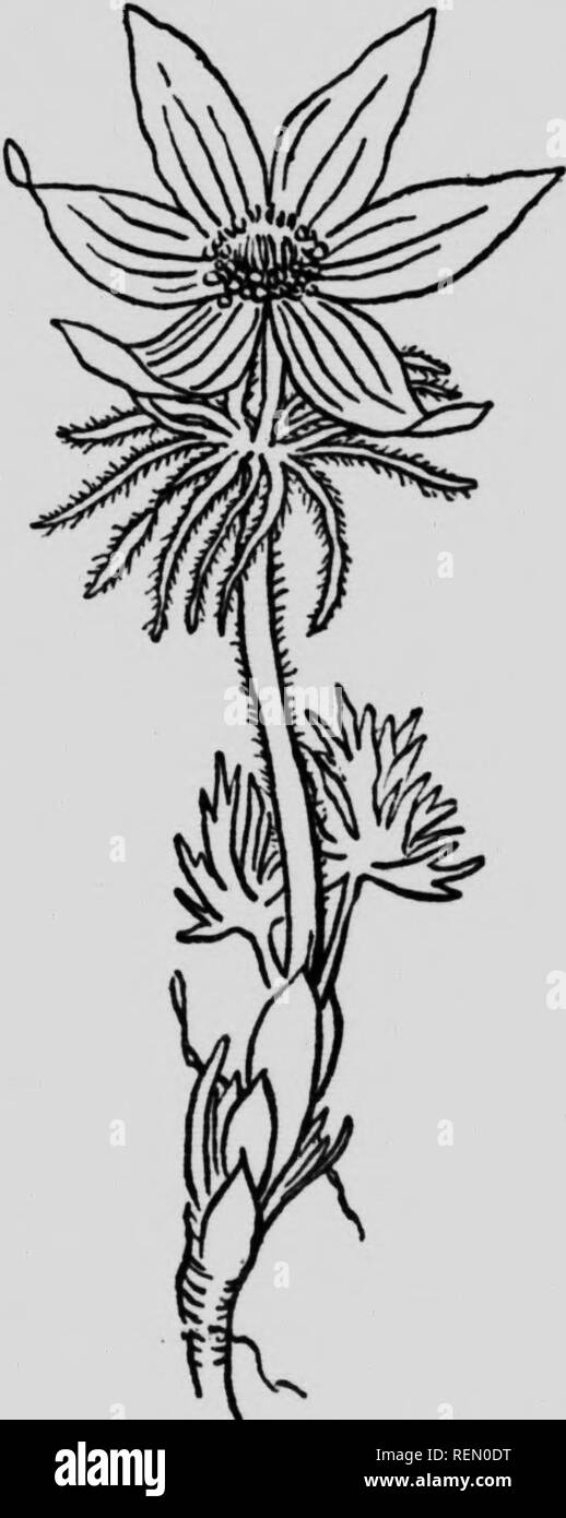 American Pasqueflower Coloring Page
