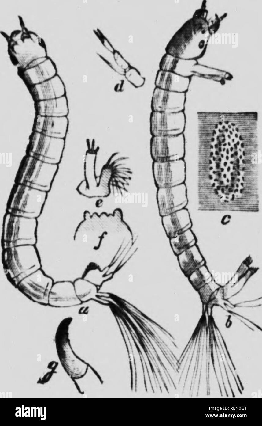 Anatomy of the ants Black and White Stock Photos & Images - Alamy
