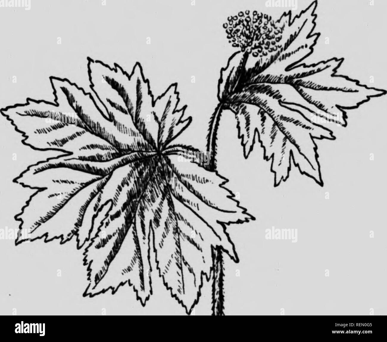 Seven lobed flower Black and White Stock Photos & Images - Alamy