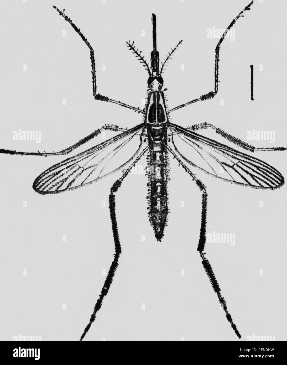 Mosquito eggs in water hi-res stock photography and images - Alamy