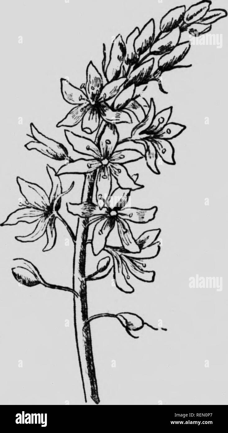 Three lobed stigma Black and White Stock Photos & Images - Alamy