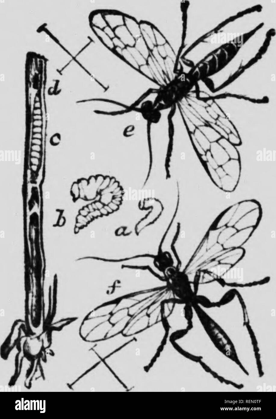 Oval insect eggs Black and White Stock Photos & Images - Alamy