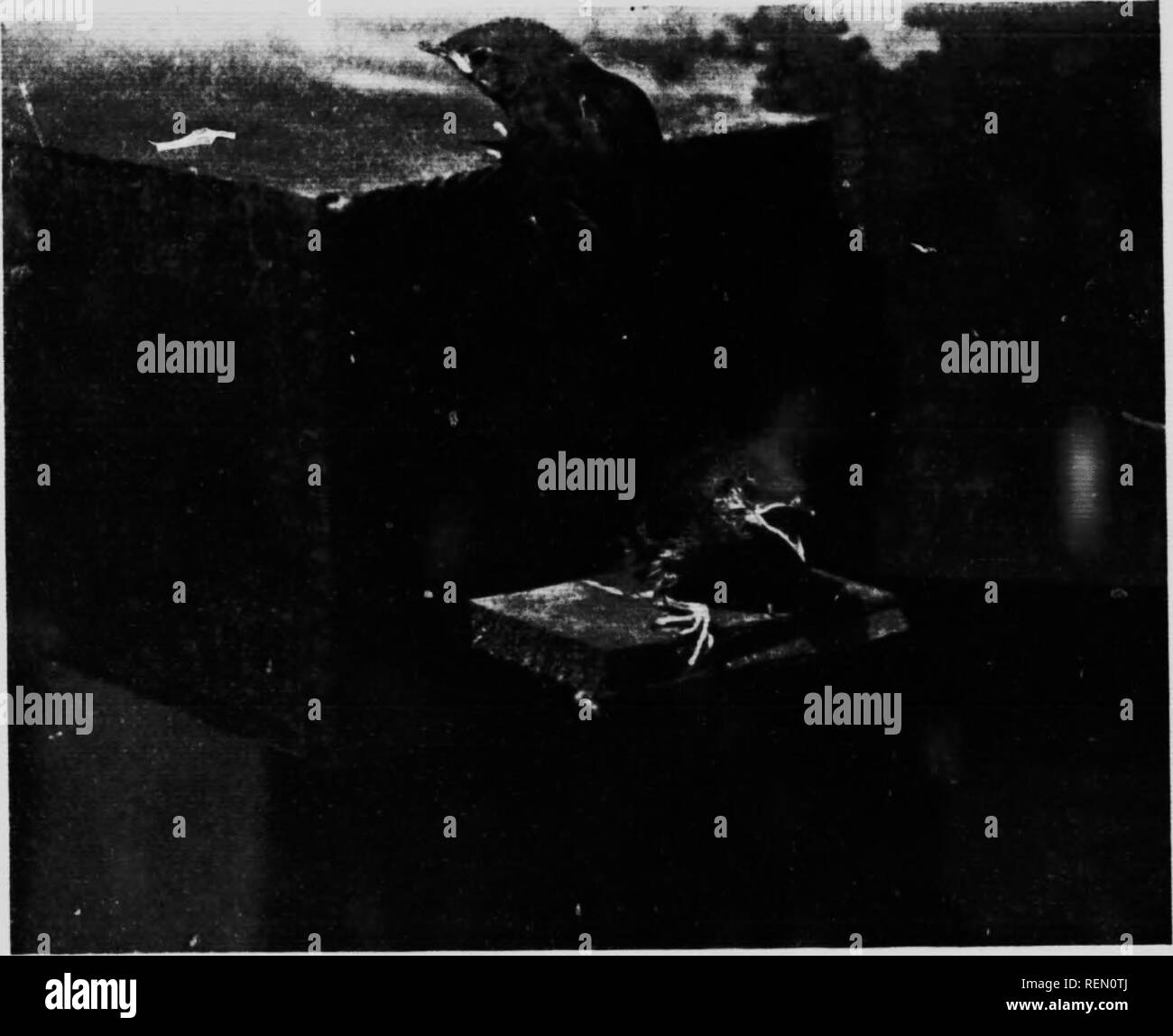 Ir scat hi-res stock photography and images - Alamy