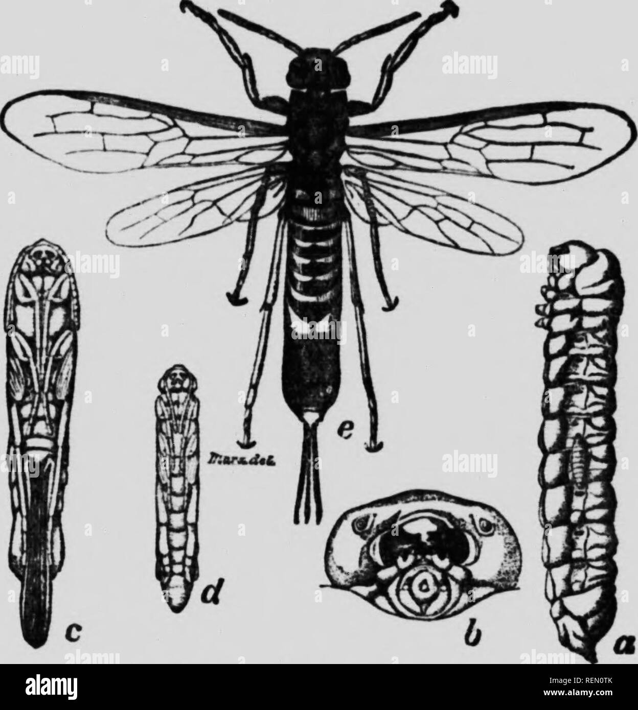 Oval insect eggs Black and White Stock Photos & Images - Alamy