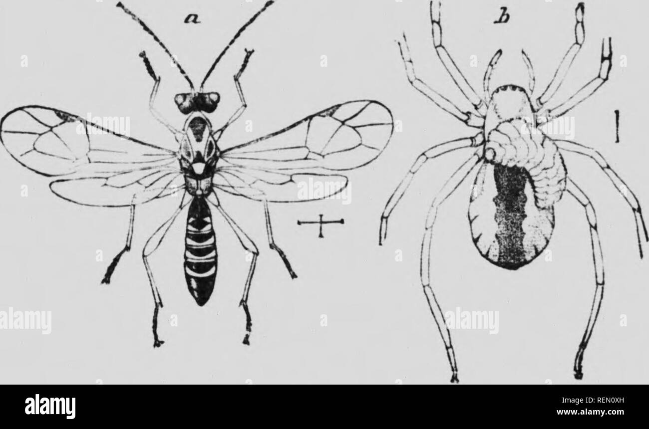 American entomology v 1 hi-res stock photography and images - Alamy