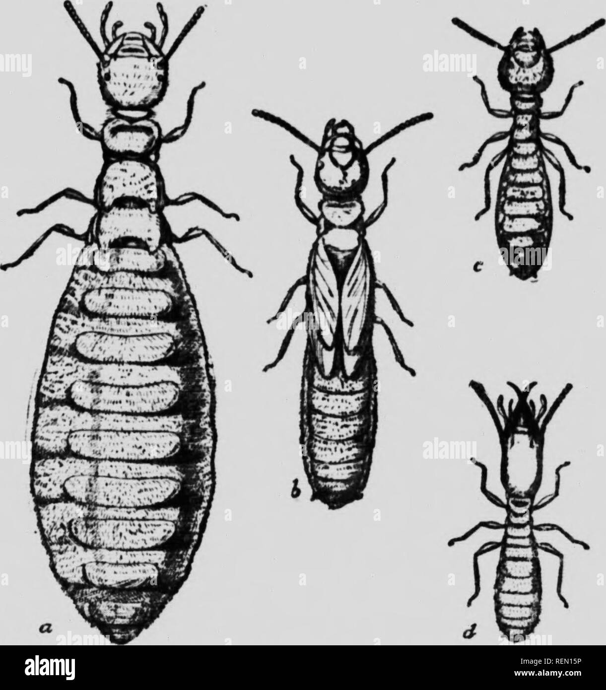 Castes Of Insects High Resolution Stock Photography and Images - Alamy