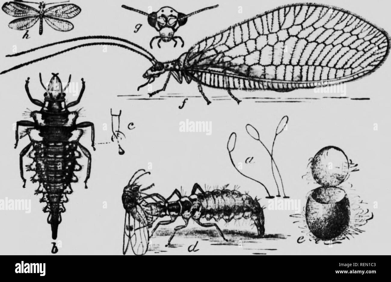 Curved jaws Black and White Stock Photos & Images - Alamy