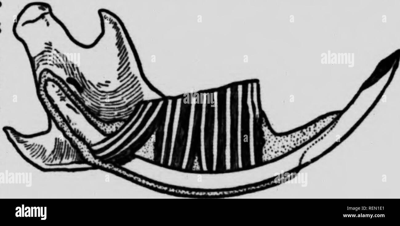 Lower jaw of a mouse Black and White Stock Photos & Images - Alamy