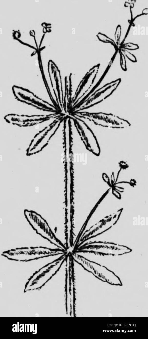 Entangled flowers hi-res stock photography and images - Alamy