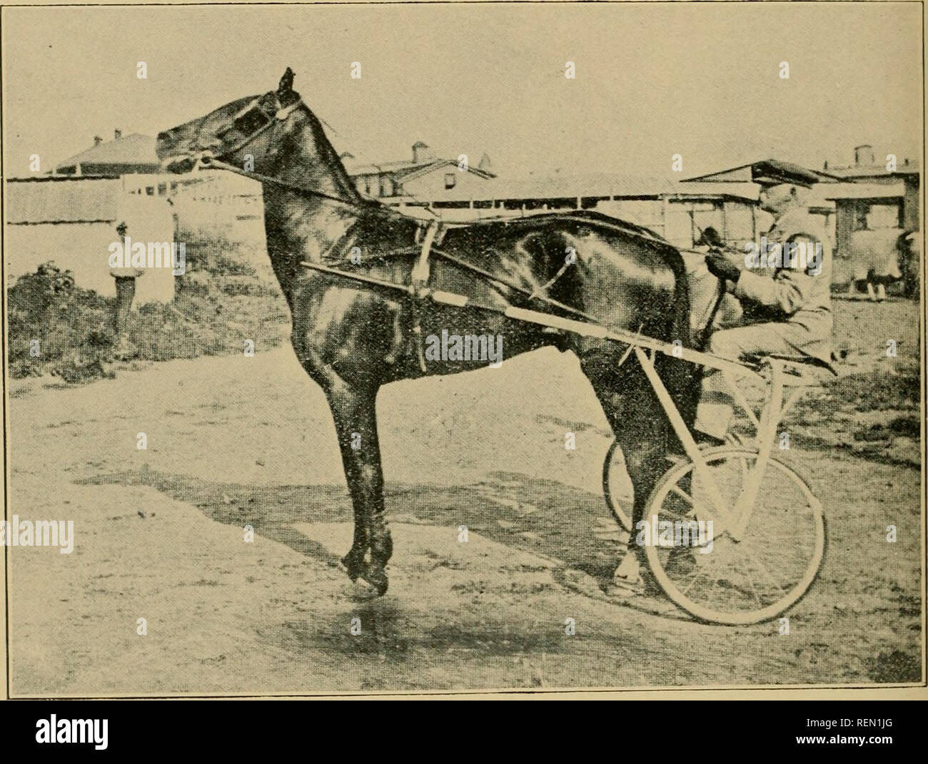 Anaconda images hi-res stock photography and images - Alamy