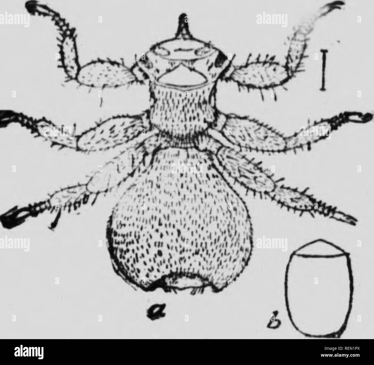 . The insect book [microform] : a popular account of the bees, wasps ...