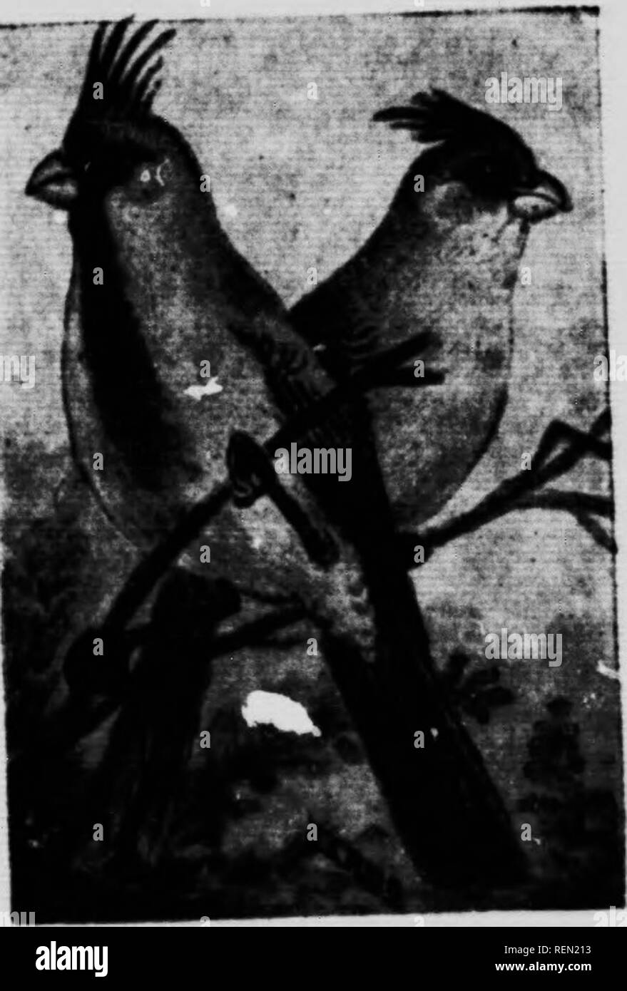 Canadian cardinal male Black and White Stock Photos & Images - Alamy