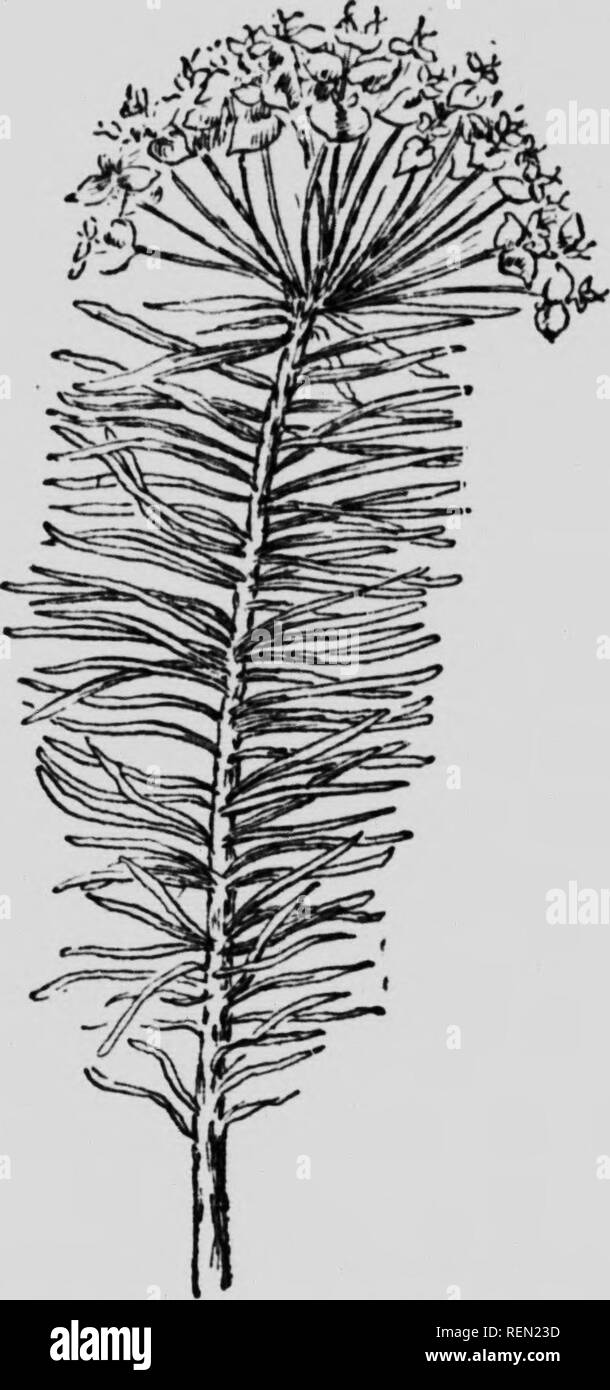 Upright stems clusters Black and White Stock Photos & Images - Alamy