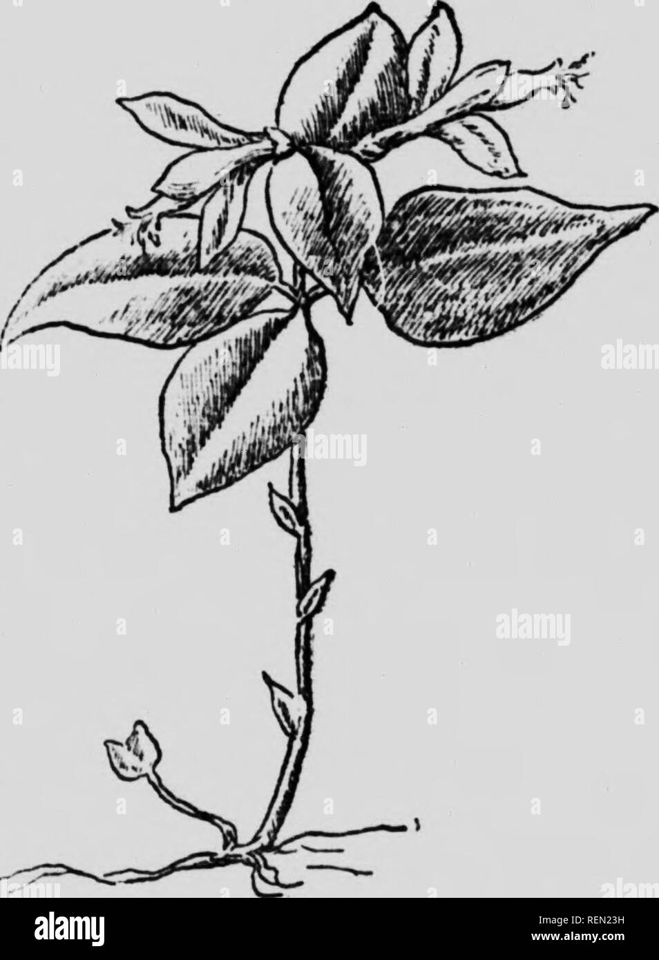 Curved awl hi-res stock photography and images - Alamy