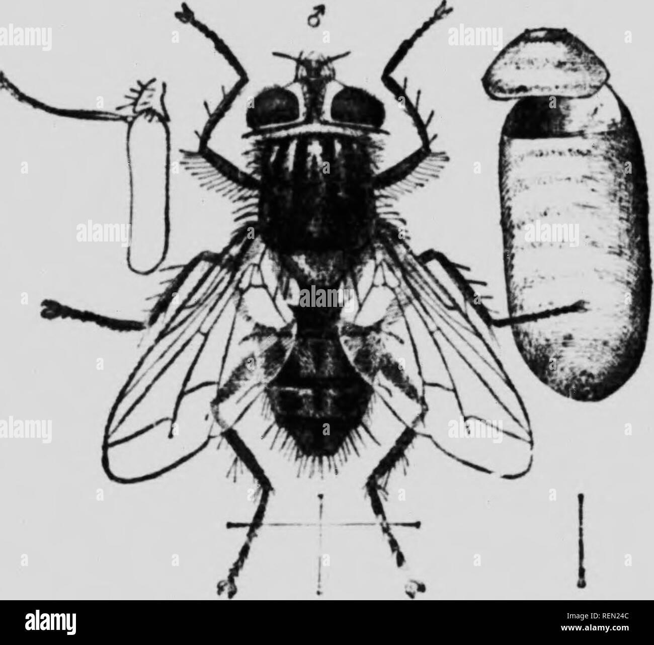 The lind worm hi-res stock photography and images - Alamy