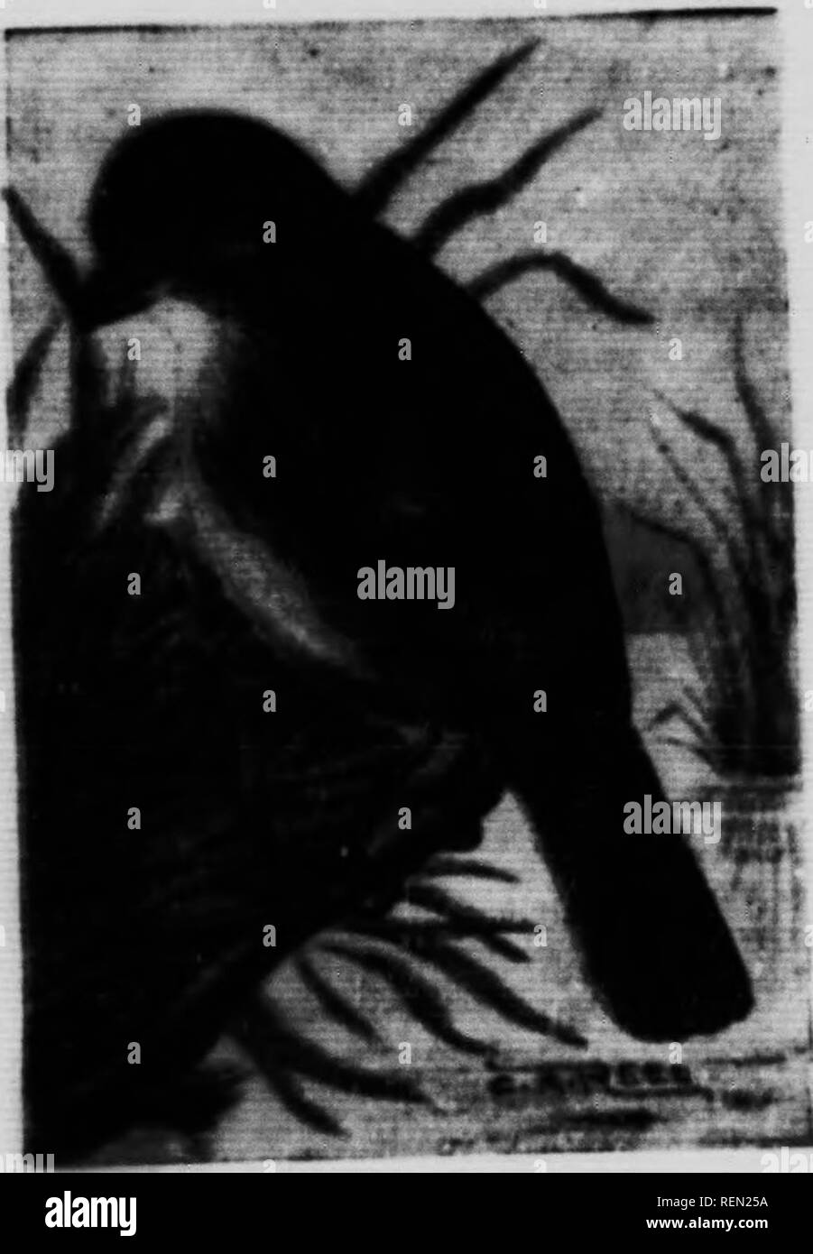 . The Canadian bird book [microform] : illustrating in natural colors ...