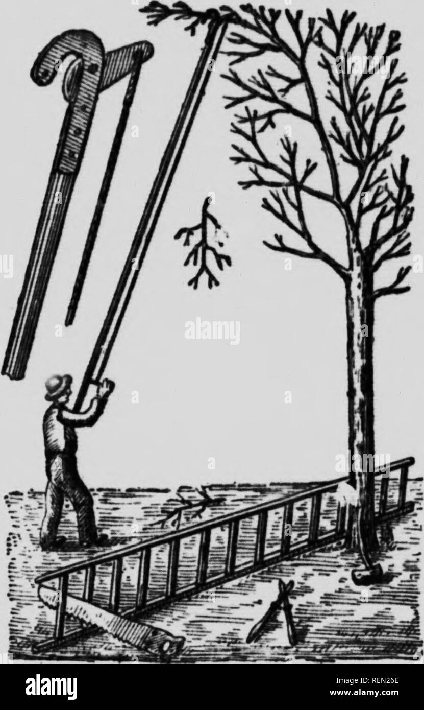 Long handled lawn shears Black and White Stock Photos & Images - Alamy