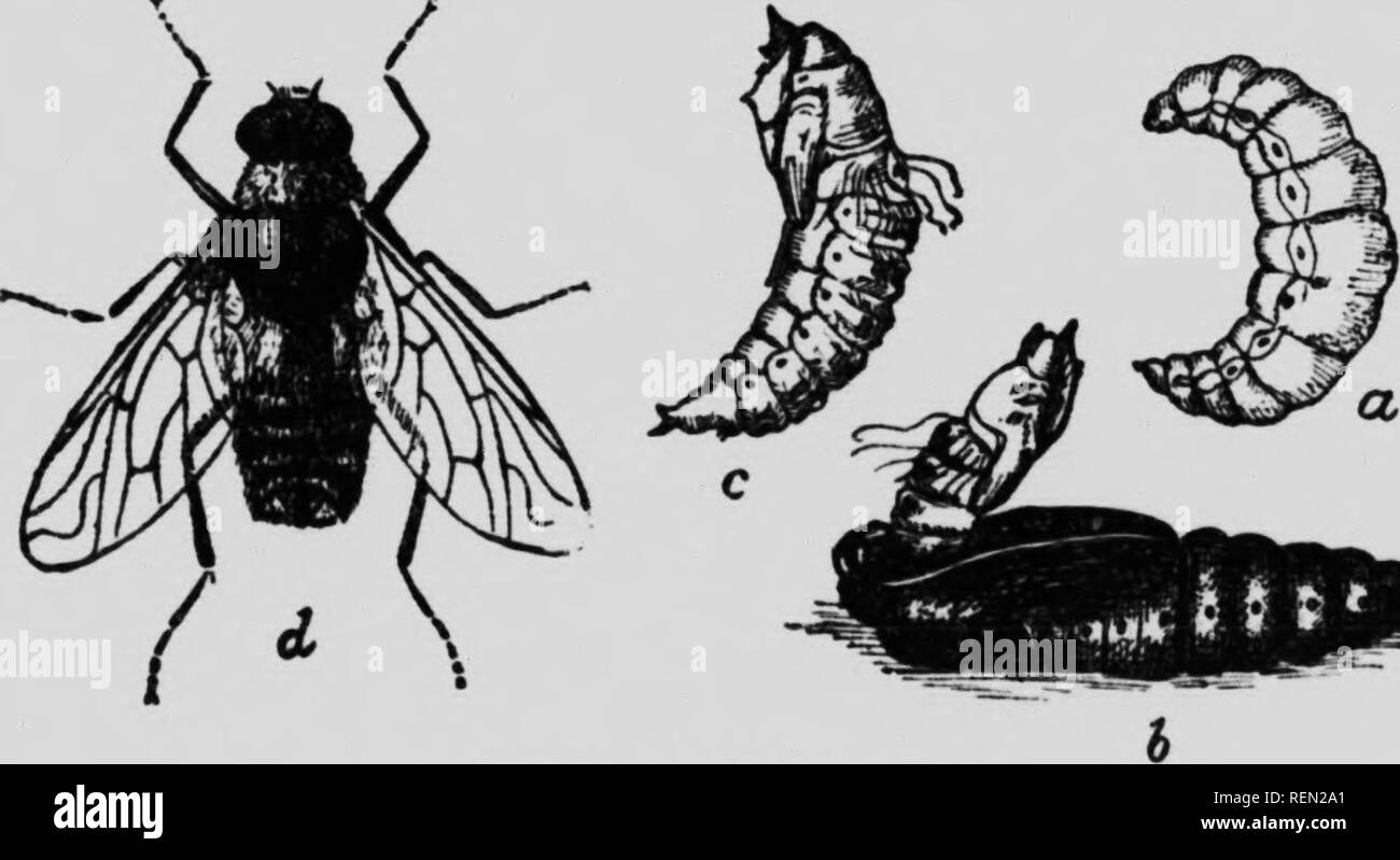 . The insect book [microform] : a popular account of the bees, wasps ...
