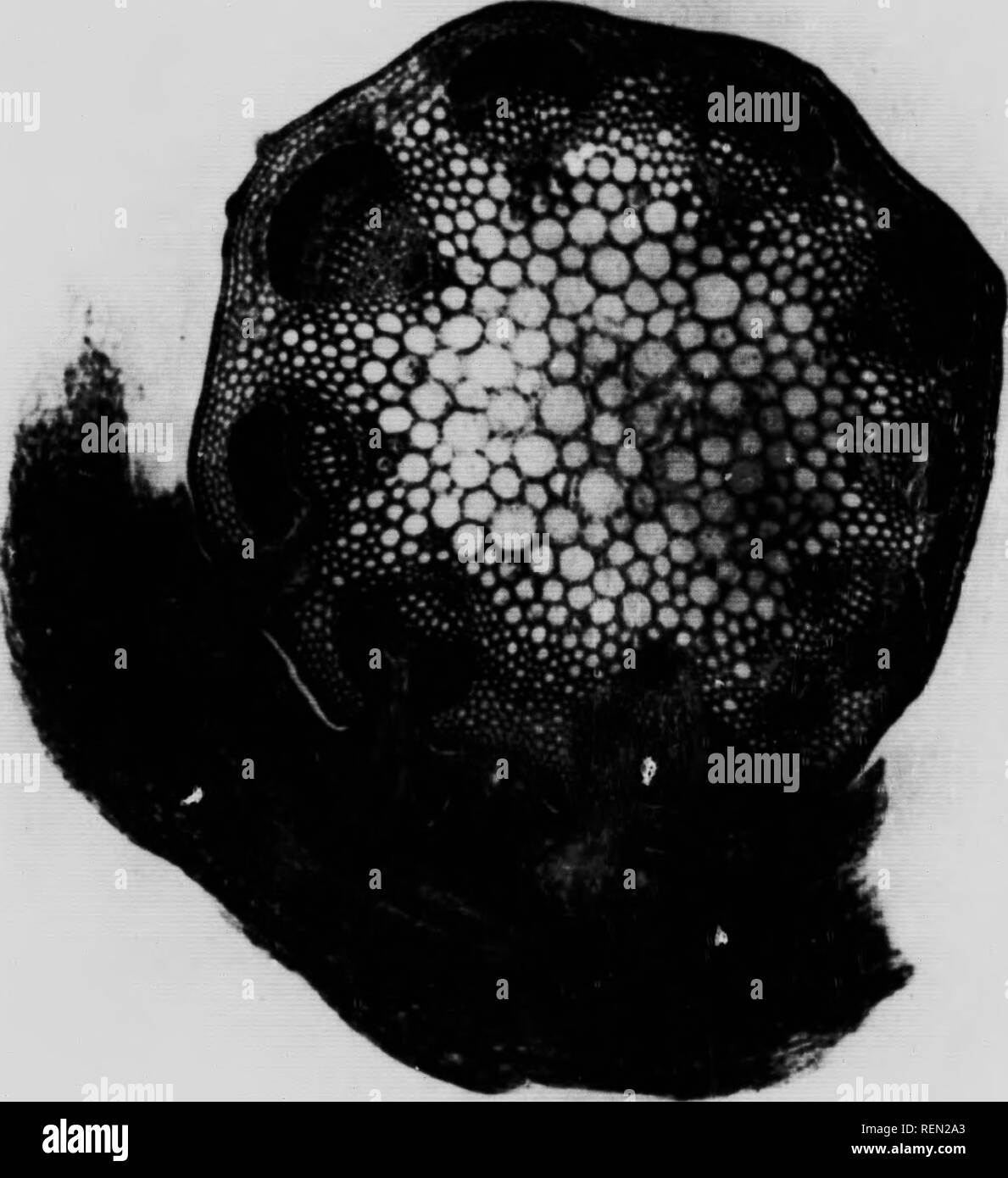 Richard the 111 Black and White Stock Photos & Images - Alamy