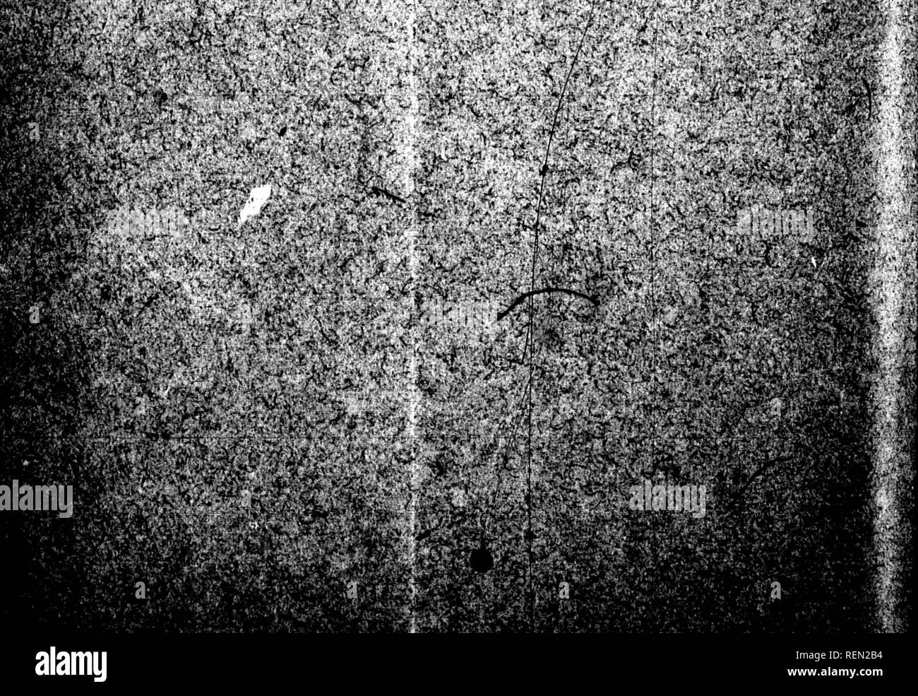 Wren nest building Black and White Stock Photos & Images - Alamy