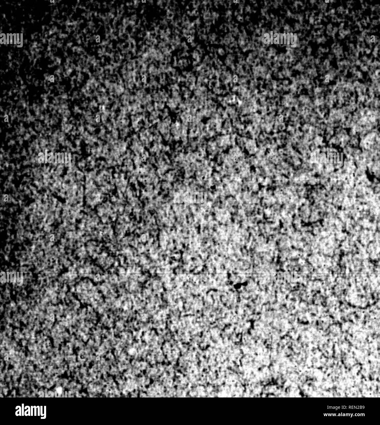 Wrens nest Black and White Stock Photos & Images - Alamy