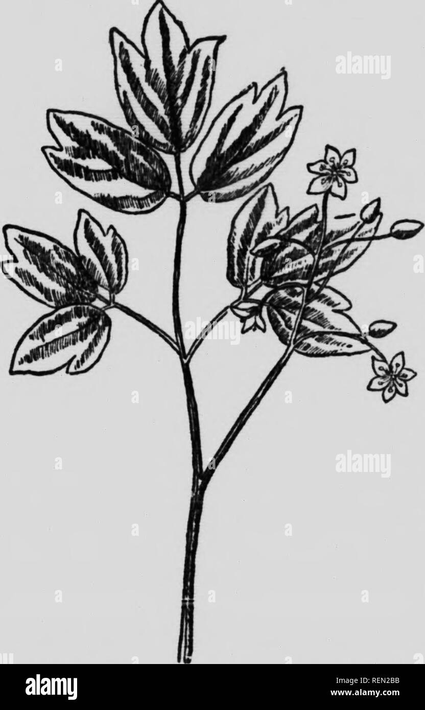 Blue cohosh hi-res stock photography and images - Alamy