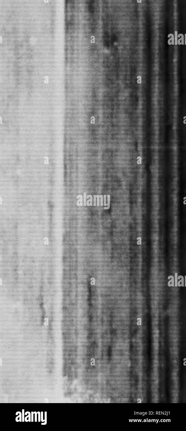 Paws and reflect Black and White Stock Photos & Images - Alamy