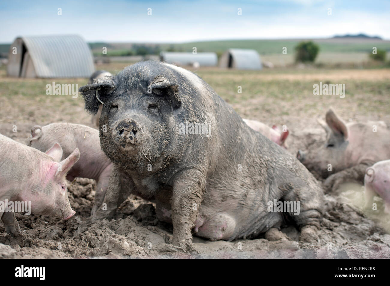 Pigs wallowing in mud hi-res stock photography and images - Alamy