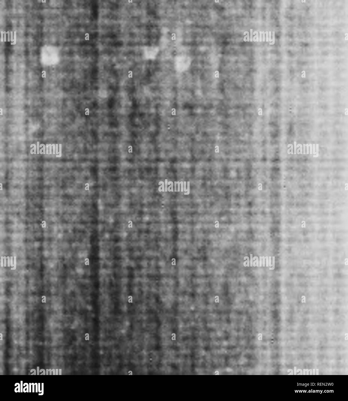 . A manual of the North American gymnosperms [microform] : exclusive of ...