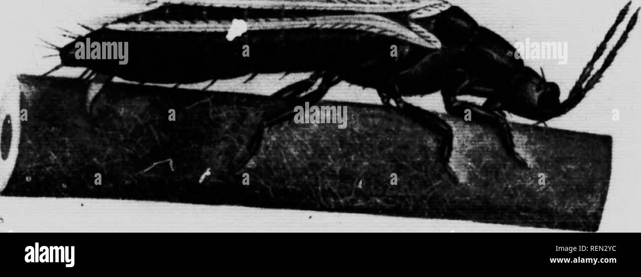 Les thrips hi-res stock photography and images - Alamy