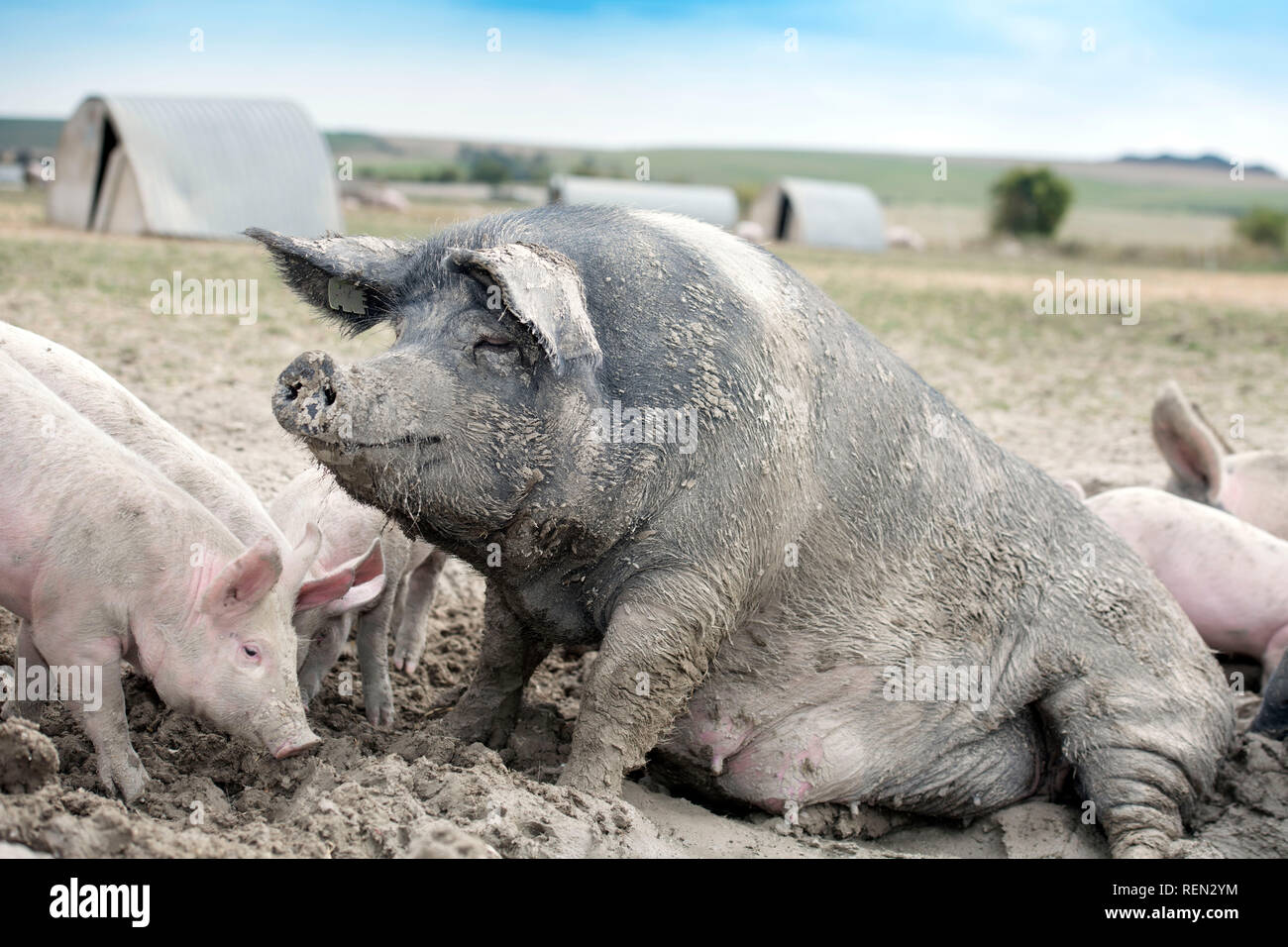 English Saddleback Pigs High Resolution Stock Photography and Images ...