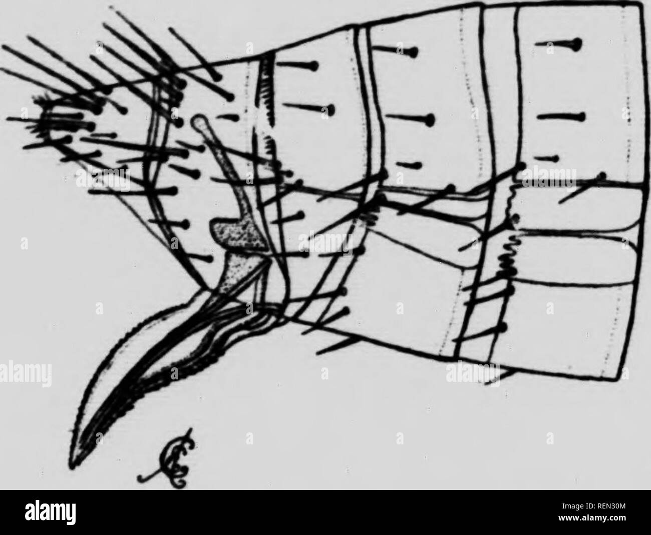 . The pear thrips (Taeniothrips inconsequens Uzel) and its control in ...
