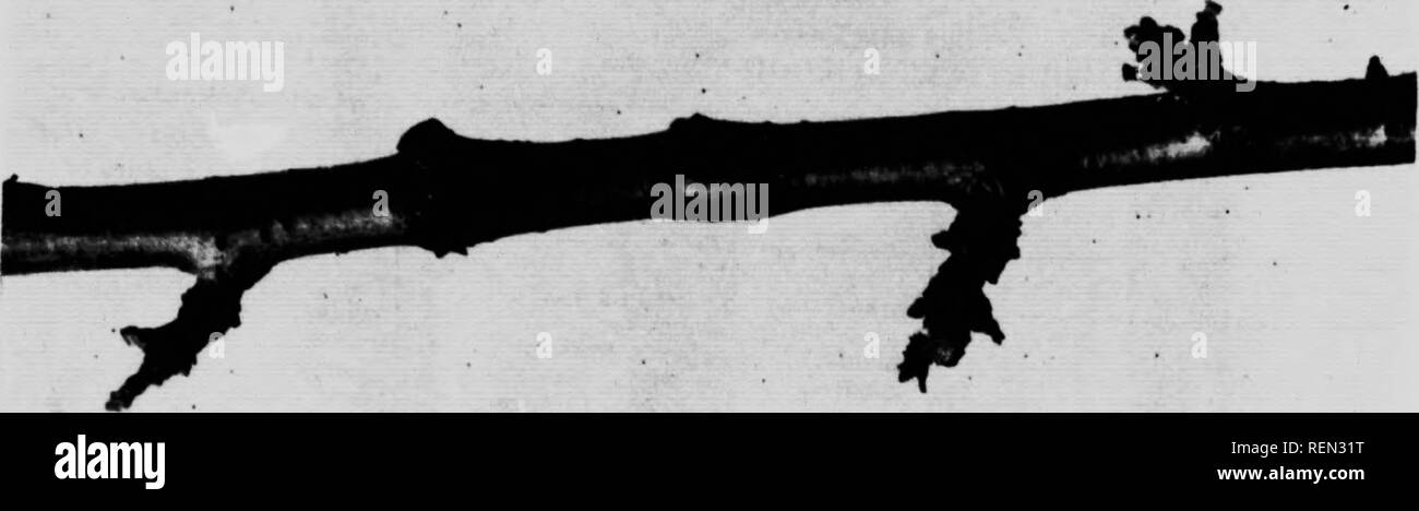 Tache charles hi-res stock photography and images - Alamy