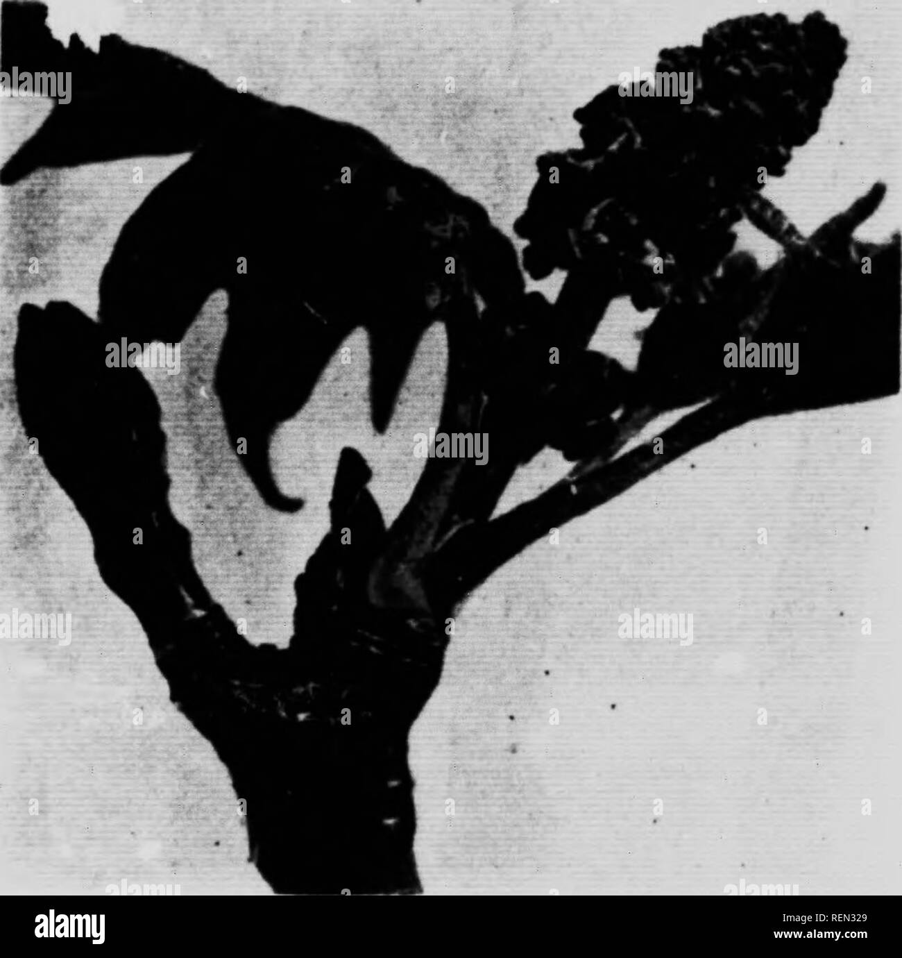 . The pear thrips (Taeniothrips inconsequens Uzel) and its control in ...