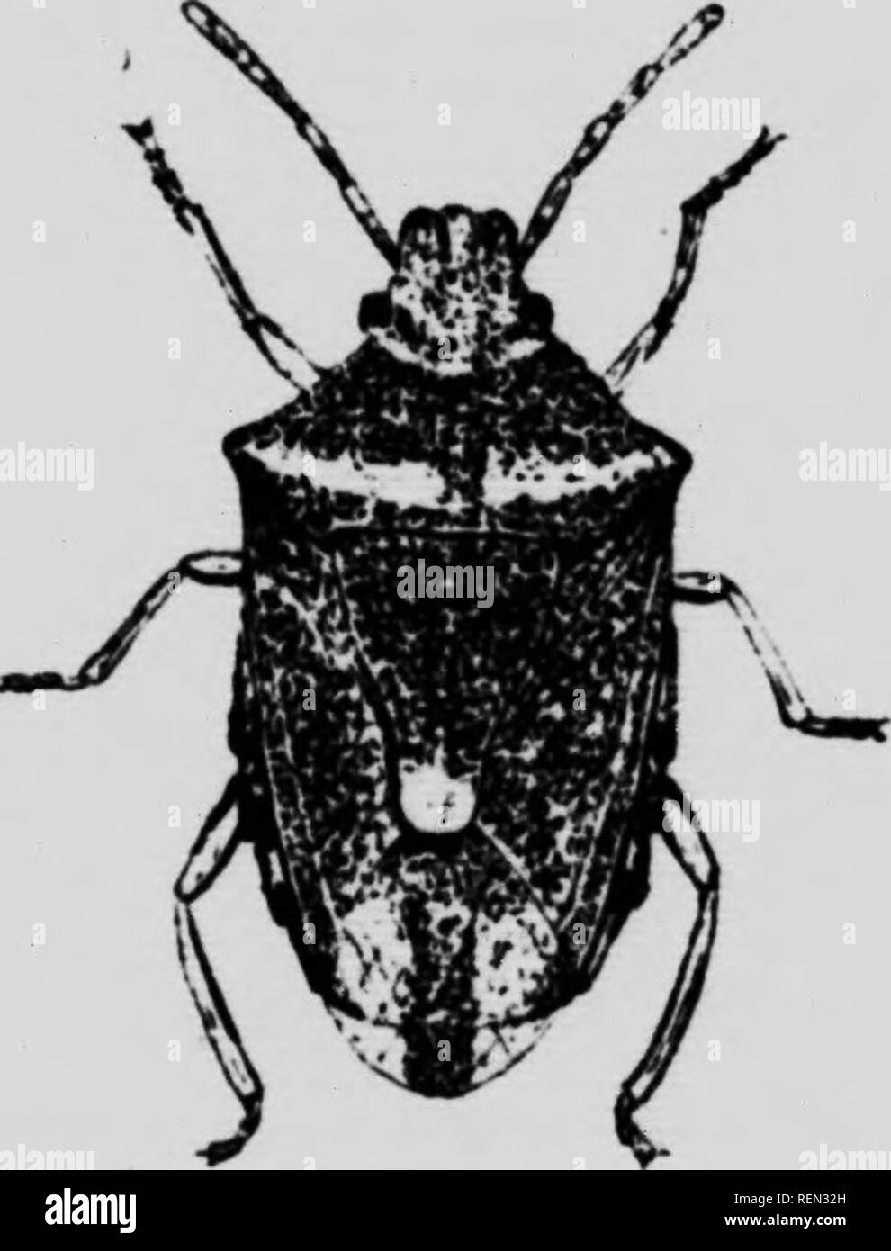 Nematus sp Black and White Stock Photos & Images - Alamy