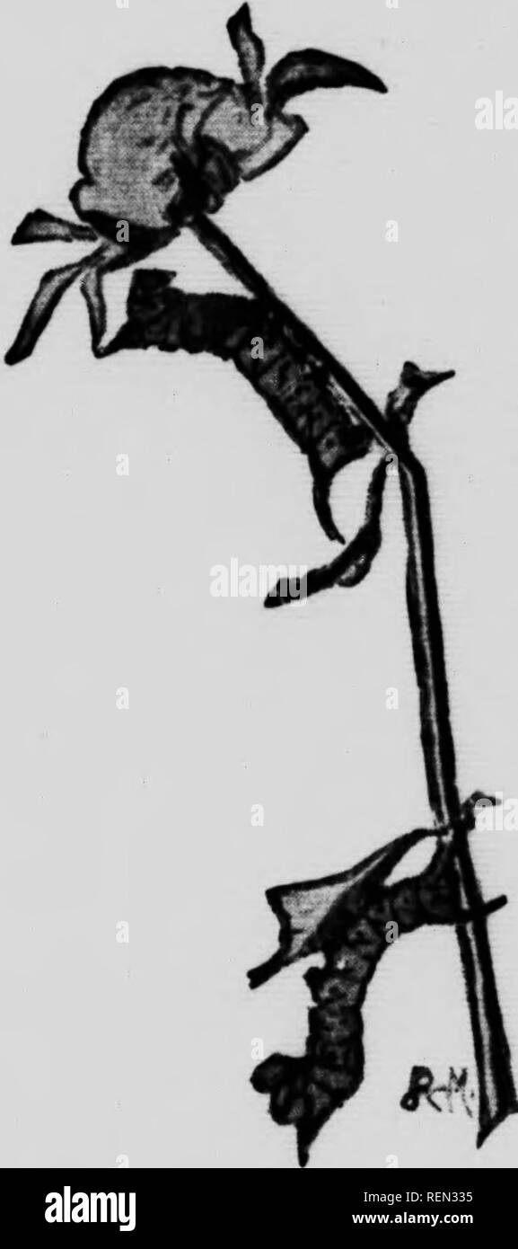 Hermit butterfly Black and White Stock Photos & Images - Alamy