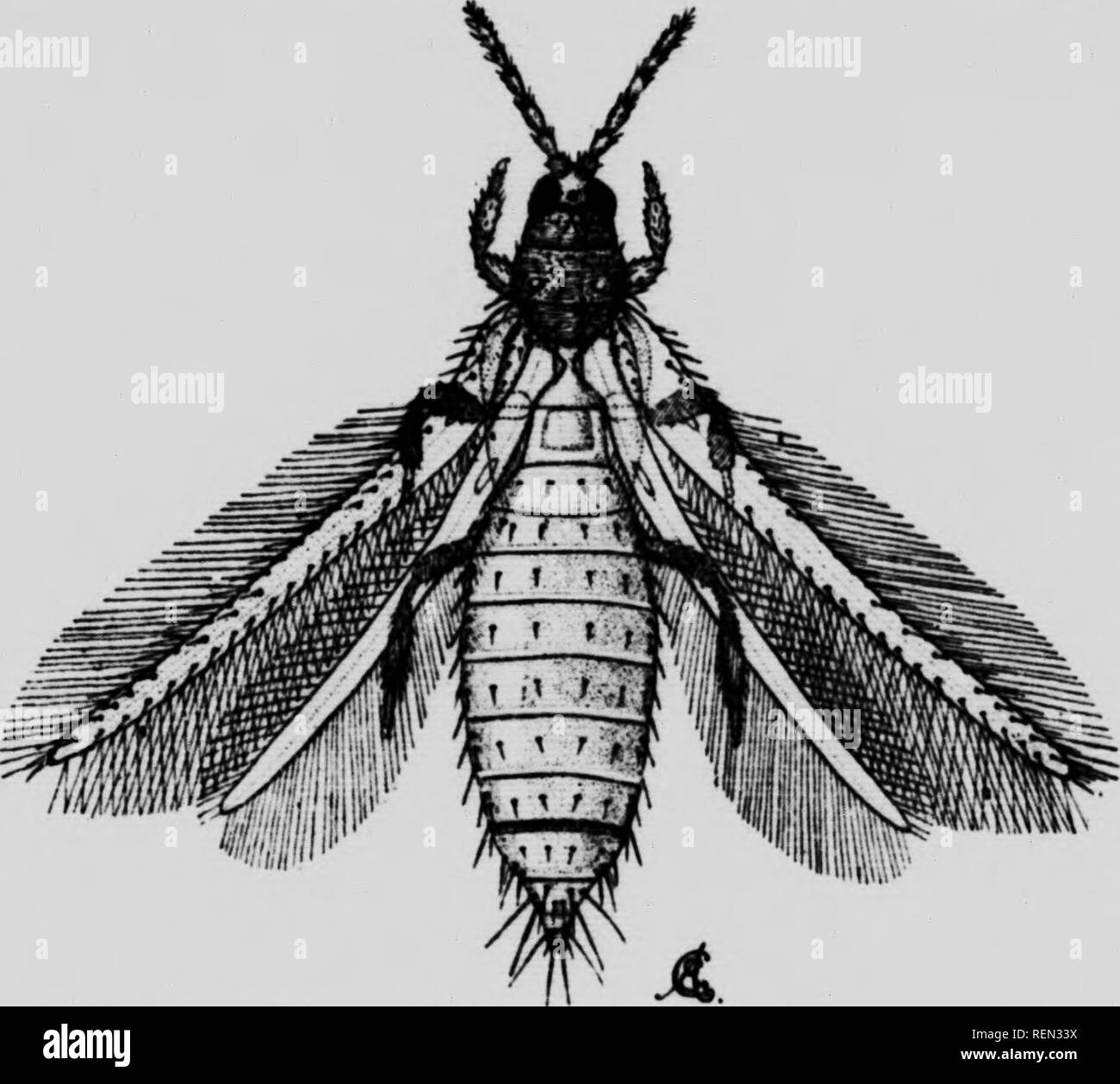 Poirier Black and White Stock Photos & Images - Alamy