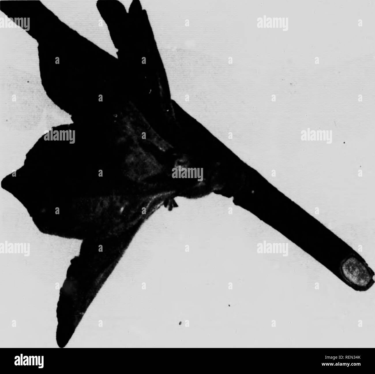 Fart worms hi-res stock photography and images - Alamy